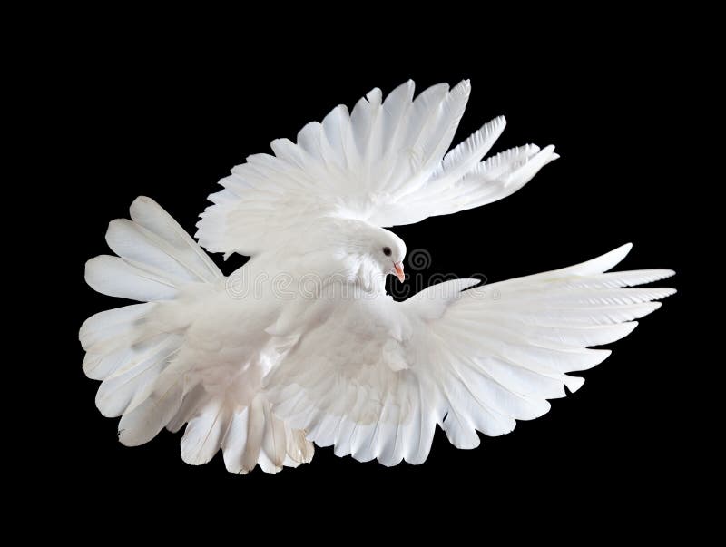 A Free Flying White Dove Isolated on a Black Stock Photo - Image of ...