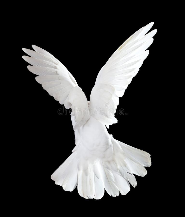 A Free Flying White Dove Isolated on a Black Stock Photo - Image of ...