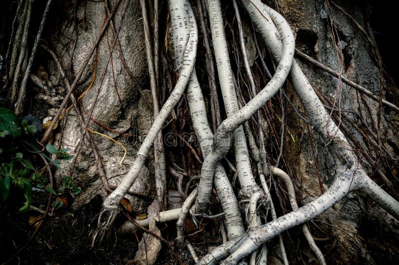 Free-form Roots in the Nature Stock Image - Image of colorful, pleasure ...