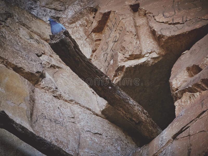 Free stock image. Image of freedom, bird, time, nature - 101038757