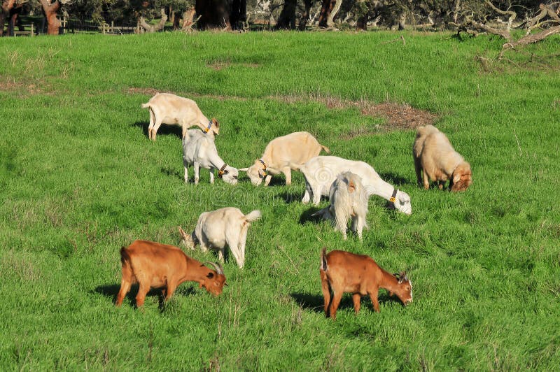 Free goat stock image. Image of summer, outdoor, breed - 112229353