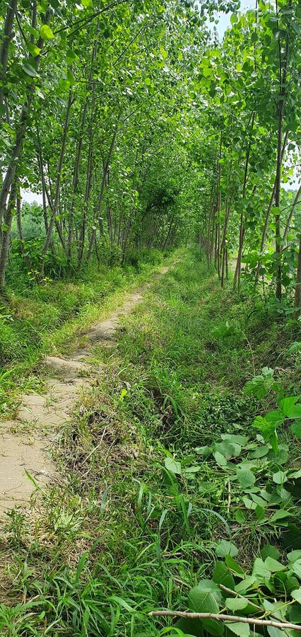 Fresh Green Plants Path Under Trees Stock Photo - Image of jungle ...