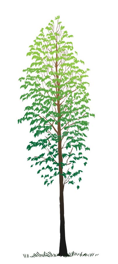 Free hand drawing tree stock illustration. Illustration of natural ...