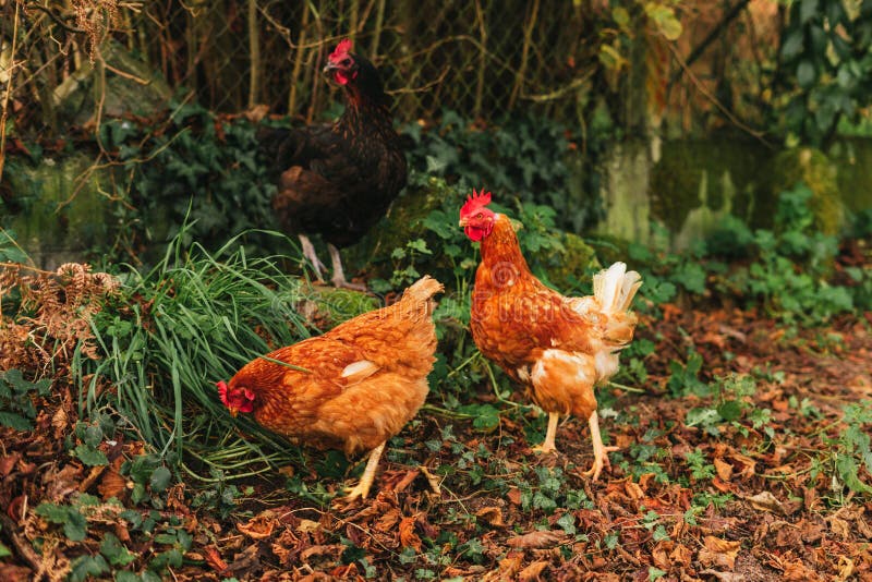 Free hens stock photo. Image of coop, fowl, bird, pasture - 239919220