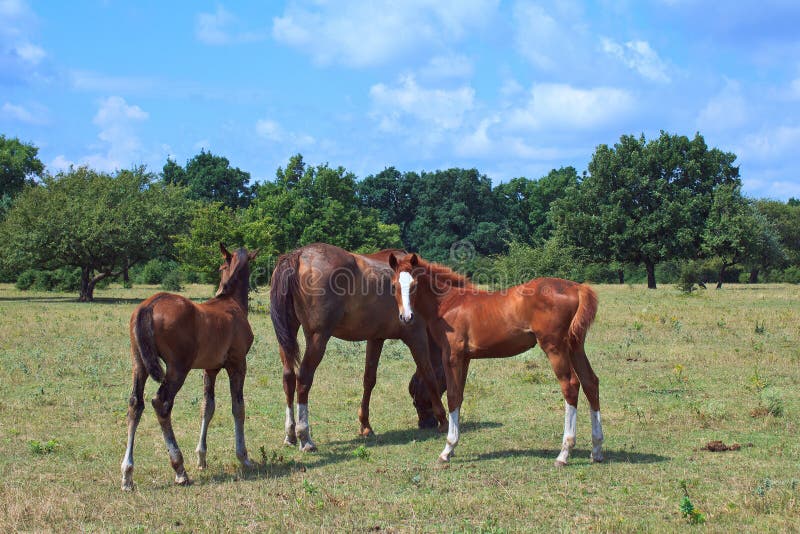 Free horses stock photo. Image of horses, green, freedom - 20712694