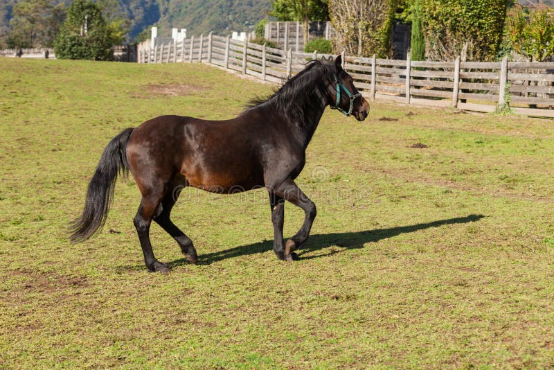 Free horses stock image. Image of herd, brown, river - 32469255