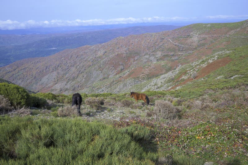 Free Horses in a High Mountain Area in Spring, Horizontal Stock Photo ...