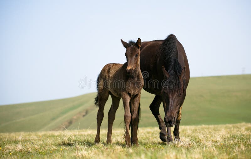 Free horses stock image. Image of black, brown, green - 32469215