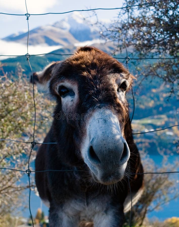 Free me donkey stock photo. Image of animal, farming, nose - 5571042