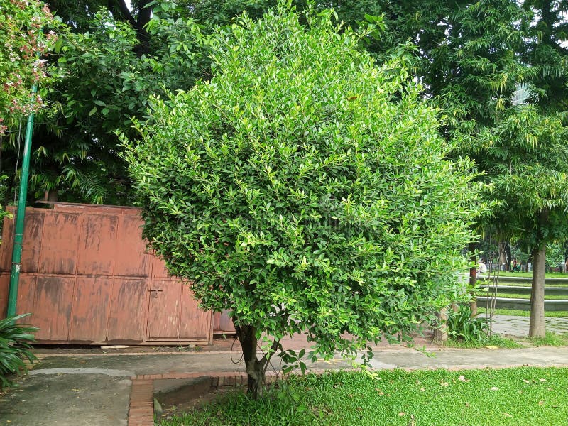 Nice Tree stock photo. Image of vegetation, grass, park - 286219376