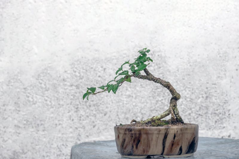 Cherry Inprocess Stock Photos - Free & Royalty-Free Stock Photos from Dreamstime