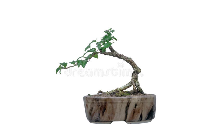 Free Orm Dwarf Cherry Inprocess for Bonsai on White Backround Stock ...