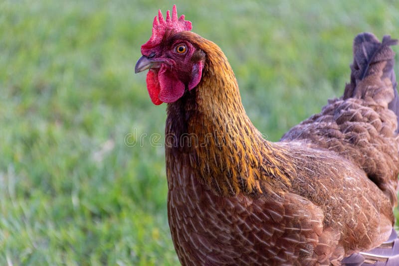 Free-range Adult Chicken stock image. Image of range - 162517625