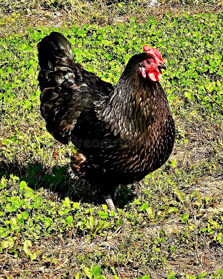 Free range black chicken stock photo. Image of rooster - 351815360