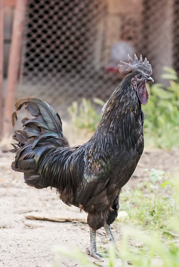 Black Rooster Sitting in Green Grass. Rural East TX Farm Stock Image ...