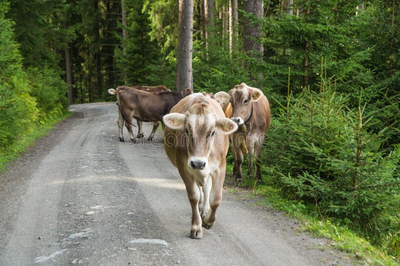 Free-range Cattle on a Road through the Forest. Stock Image - Image of ...