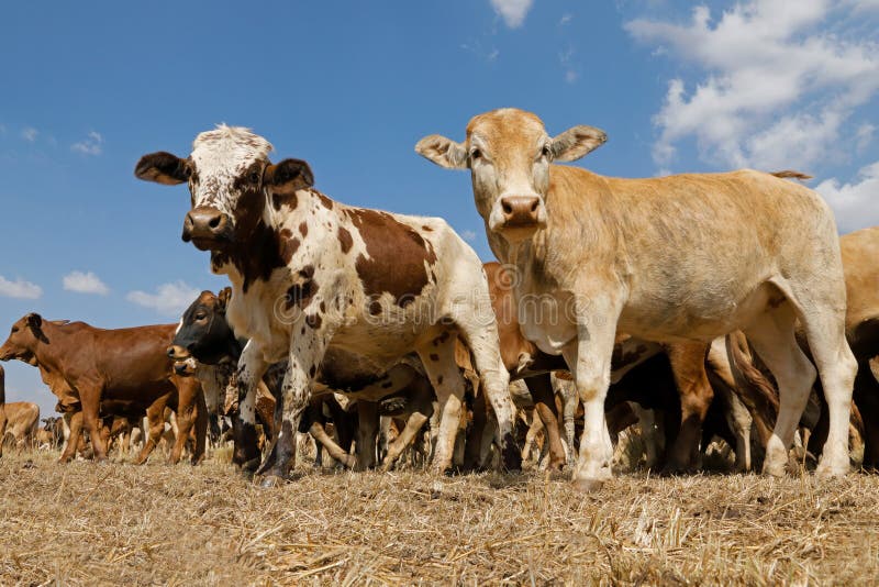 Free-range Cattle on Rural Farm Stock Image - Image of farm ...