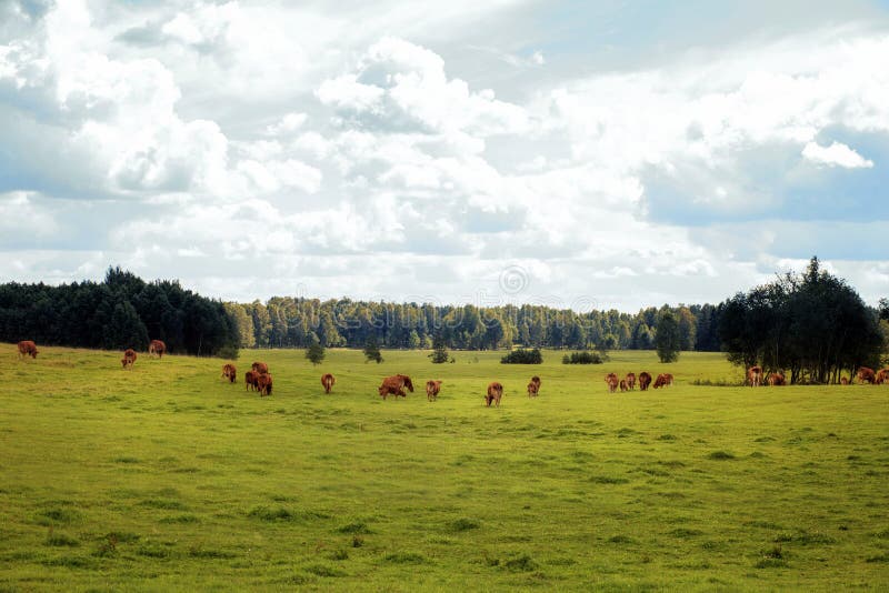Free range of cattle stock image. Image of horned, farm - 109682401