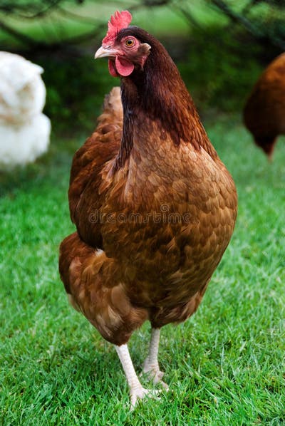 Red Shaver Chicken Free Range Stock Photos - Free & Royalty-Free Stock ...