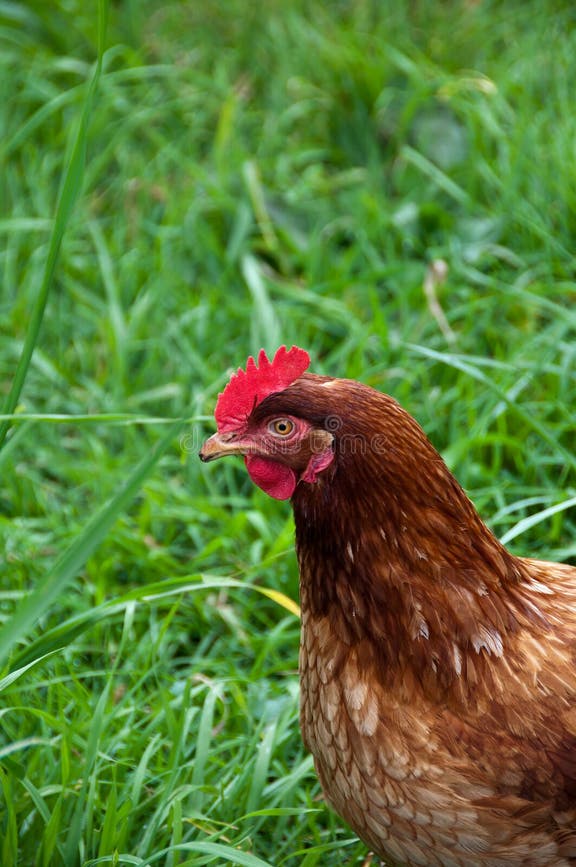 Red Shaver Chicken Free Range Stock Photos - Free & Royalty-Free Stock ...