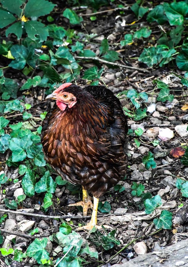 Chicken Jasper Stock Photos - Free & Royalty-Free Stock Photos from ...