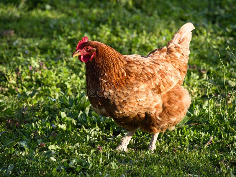 Free-range Chicken with Brown Feathers on a Farm Stock Image - Image of ...