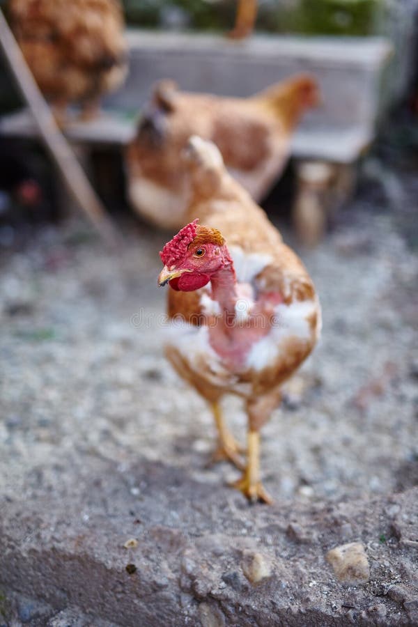 Free range chicken stock image. Image of farm, agriculture - 47317197