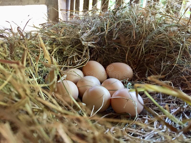 Free-range Chicken Eggs in the Nest Egg Laying. Stock Image - Image of ...