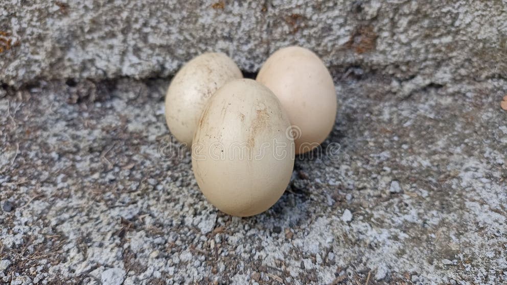Free-range Chicken Eggs that are Ready To Be Processed into Delicious ...