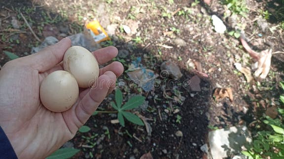 Free-range Chicken Eggs that are Ready To Be Processed into Delicious ...