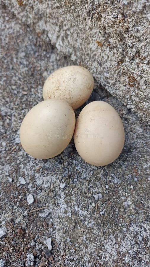 Free-range Chicken Eggs that are Ready To Be Processed into Delicious ...