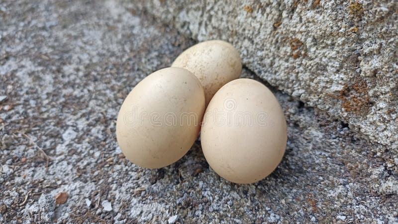 Free-range Chicken Eggs that are Ready To Be Processed into Delicious ...
