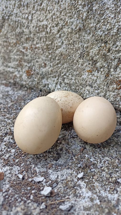 Free-range Chicken Eggs that are Ready To Be Processed into Delicious ...