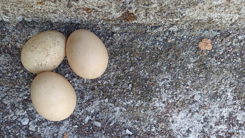Free-range Chicken Eggs that are Ready To Be Processed into Delicious ...