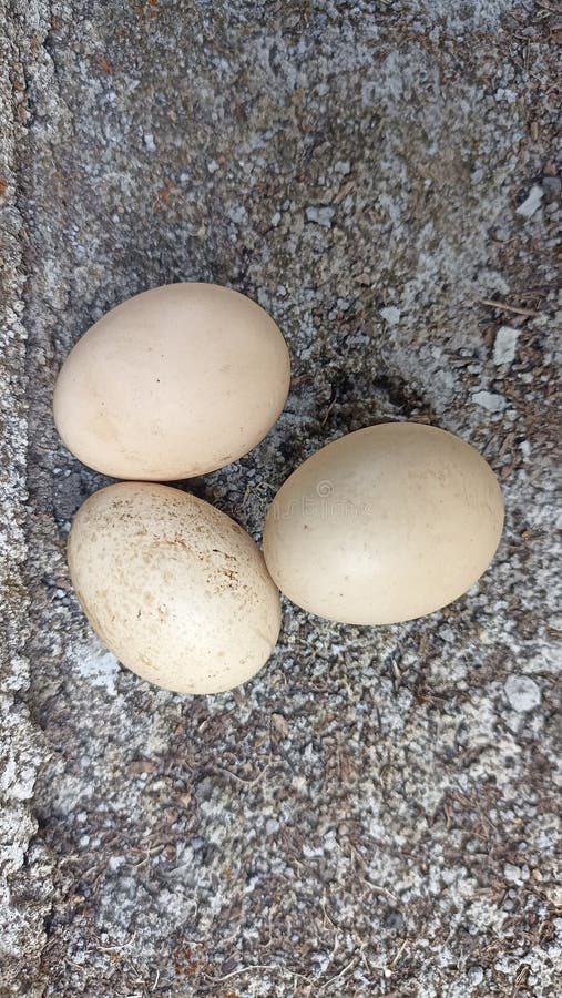 Free-range Chicken Eggs that are Ready To Be Processed into Delicious ...
