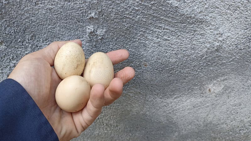 Free-range Chicken Eggs that are Ready To Be Processed into Delicious ...