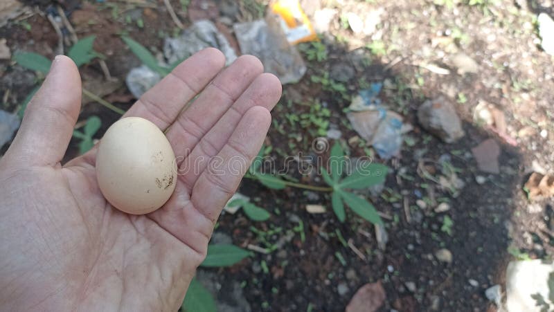 Free-range Chicken Eggs that are Ready To Be Processed into Delicious ...
