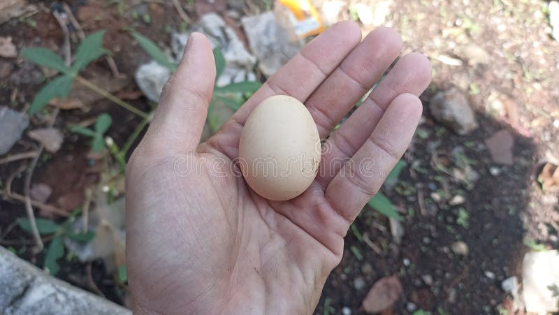Free-range Chicken Eggs that are Ready To Be Processed into Delicious ...