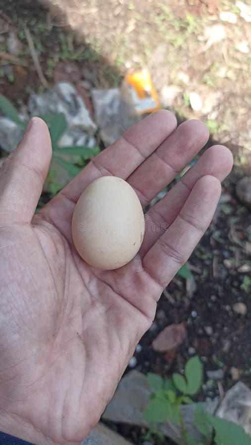 Free-range Chicken Eggs that are Ready To Be Processed into Delicious ...