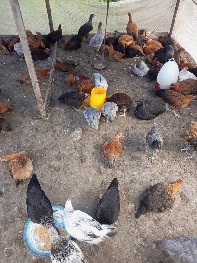Free-range chicken farming stock image. Image of range - 304315817