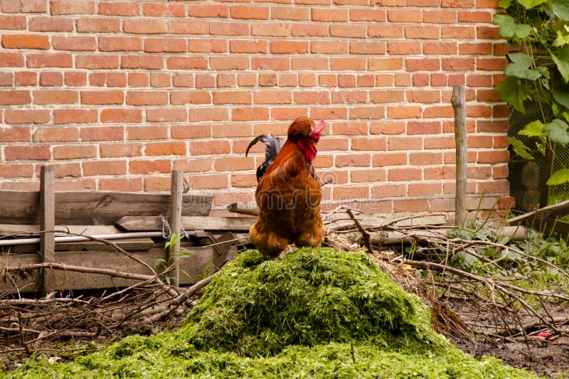 Free Range Chicken stock photo. Image of fowl, farm, cute - 90297506