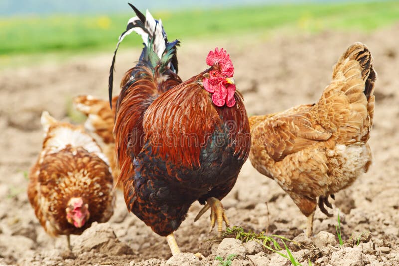 471 Handsome Rooster Stock Photos - Free & Royalty-Free Stock Photos ...