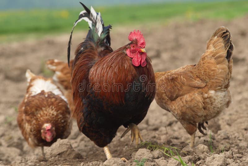 471 Handsome Rooster Stock Photos - Free & Royalty-Free Stock Photos ...