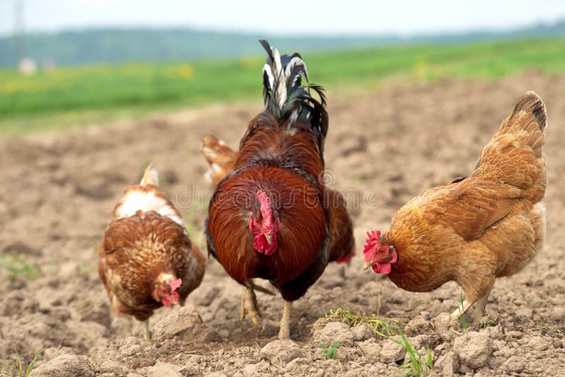 471 Handsome Rooster Stock Photos - Free & Royalty-Free Stock Photos ...