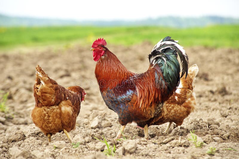 Free-range Chicken and a Handsome Rooster Stock Image - Image of fence ...