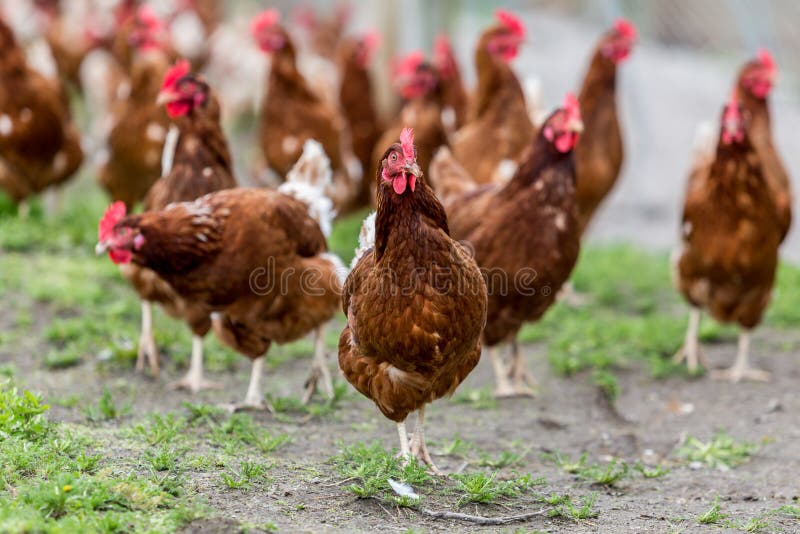 Free Range Chicken stock image. Image of animals, nature - 44986843