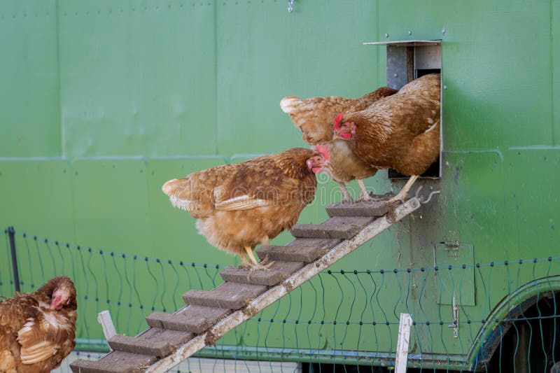 Free Range Chicken Hens Going in and Out of Mobile Coop Hen House Stock ...