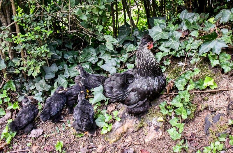 Chicken Jasper Stock Photos - Free & Royalty-Free Stock Photos from ...