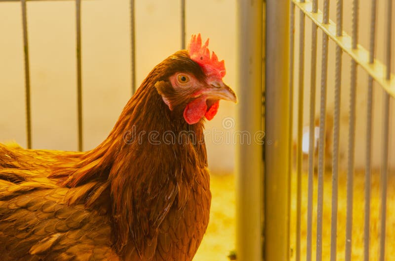 Free Range Chicken Look at Camera Stock Photo - Image of range, chicken ...