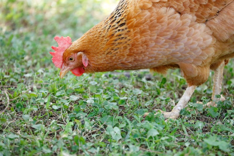Free Range Chicken Looking Forage on the Grass Stock Photo - Image of ...